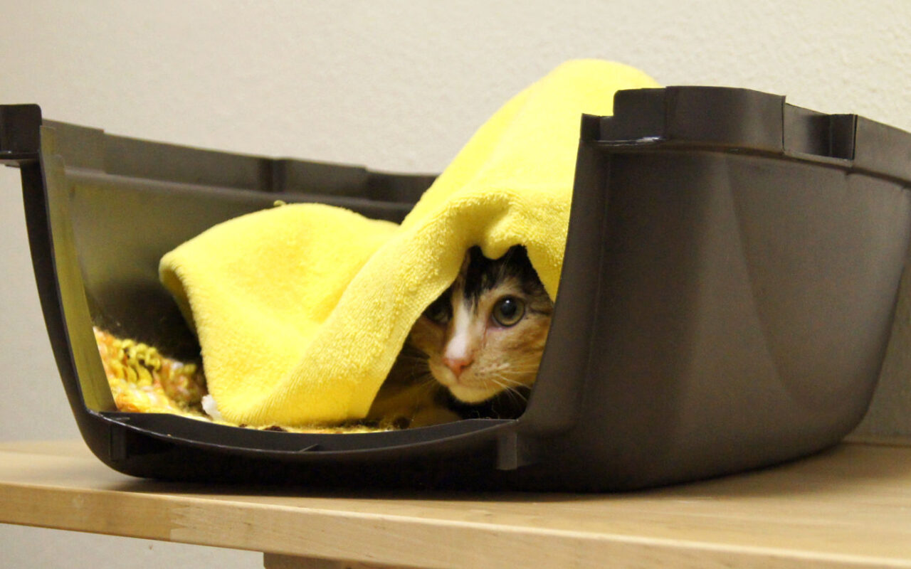 How to Help Your Cat's Fear of Vets | Happy Cats Haven