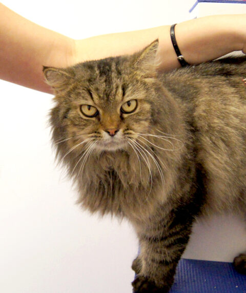 Medicating Your Cat: Not as Daunting as You Think | Happy Cats Haven