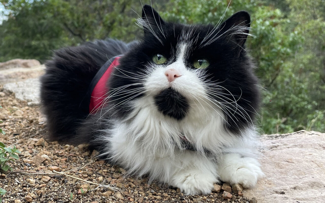 How to take your cat for a walk | Happy Cats Haven