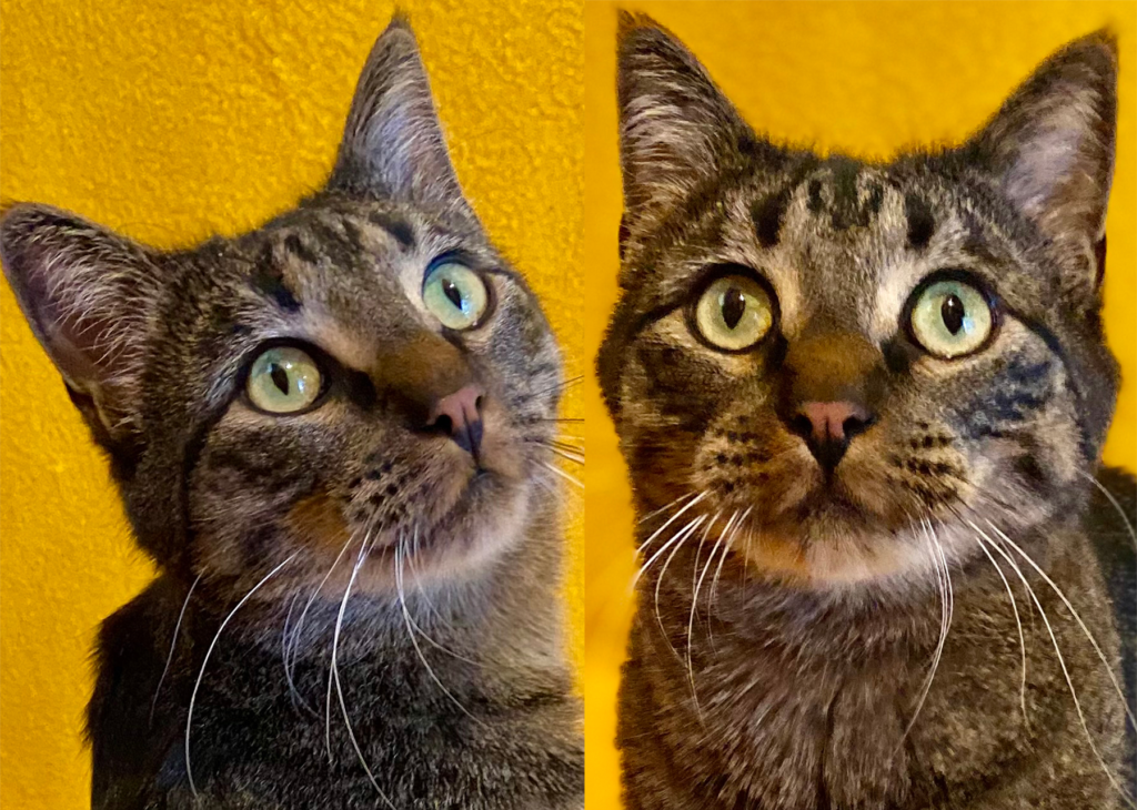 Dewie & Griffin are adopted! | Happy Cats Haven