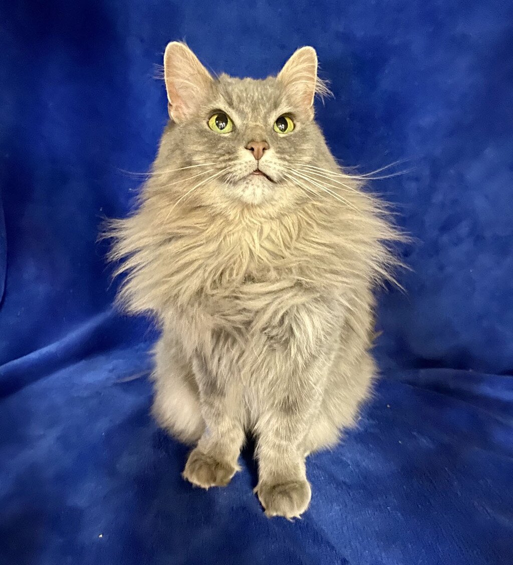 Tame the floof! Grooming tips for longhaired cats | Happy Cats Haven