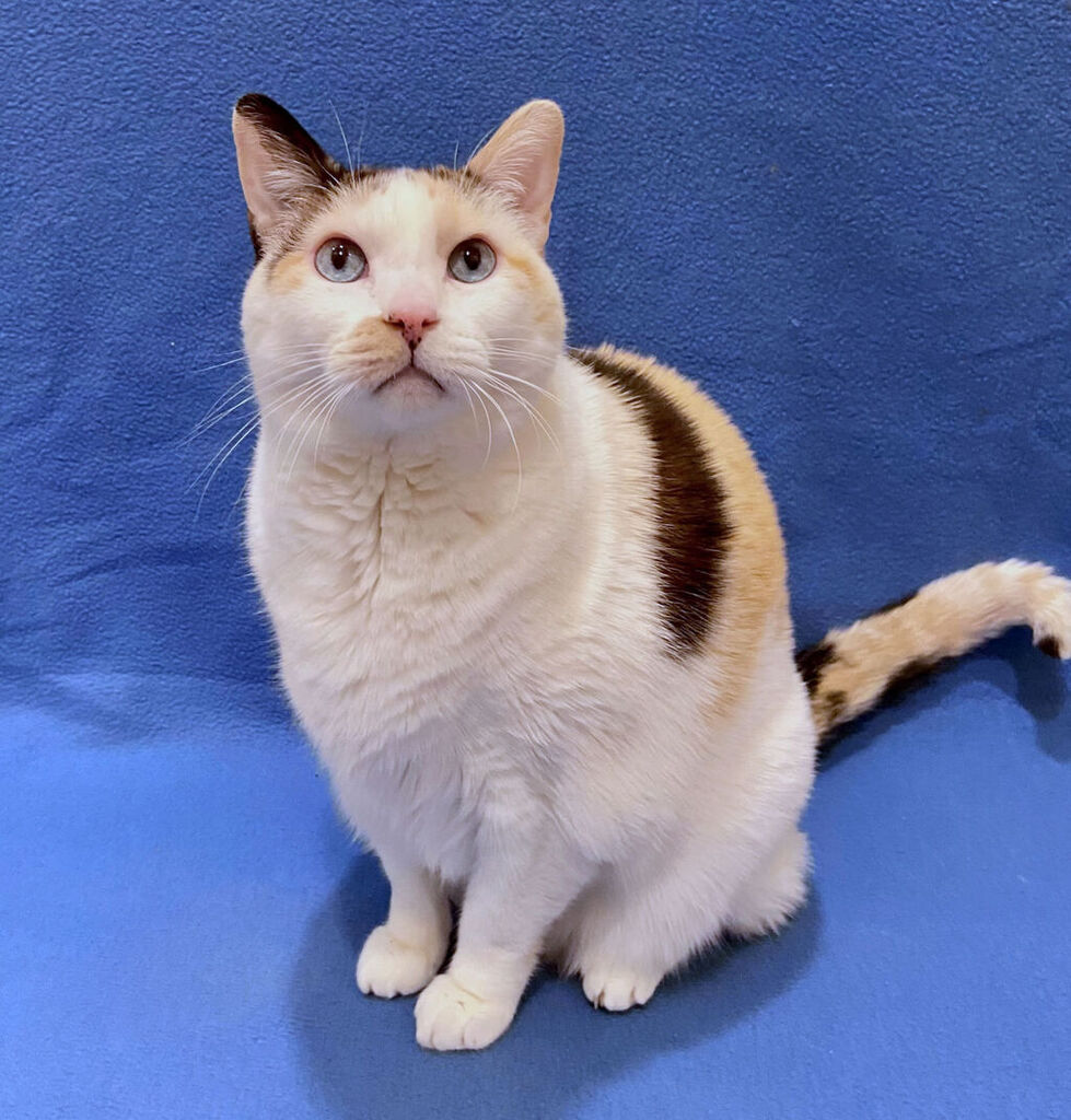 Callie, the best animal friend I've ever had | Happy Cats Haven