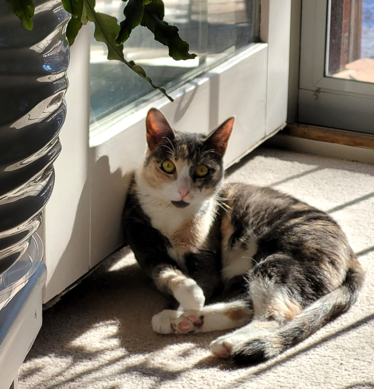 Luck, Prosperity and Sheila! | Happy Cats Haven