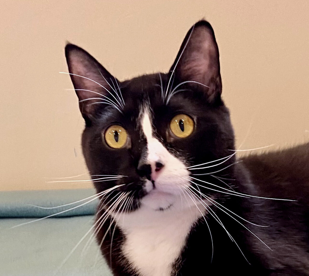 Carlos | Happy Cats Haven