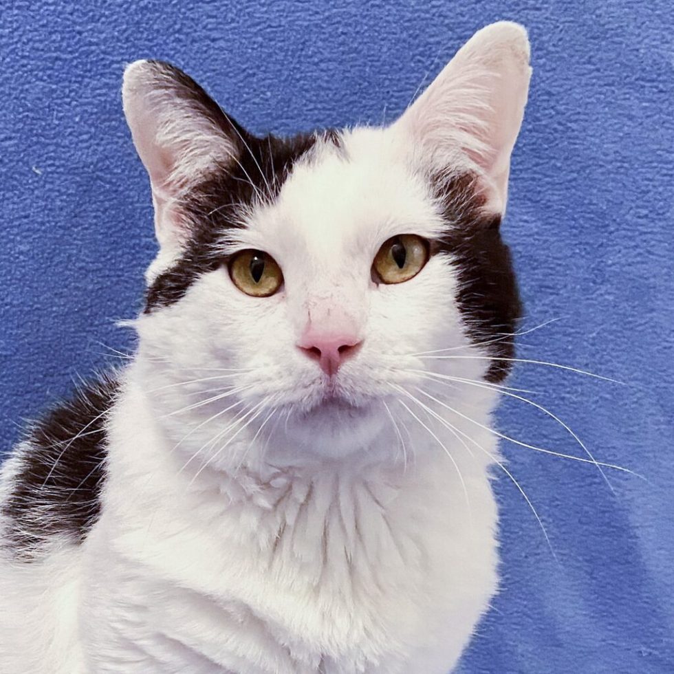 Oreo is Loving Life! | Happy Cats Haven