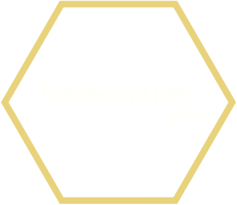 Become a Cat Shelter Volunteer | Happy Cats Haven