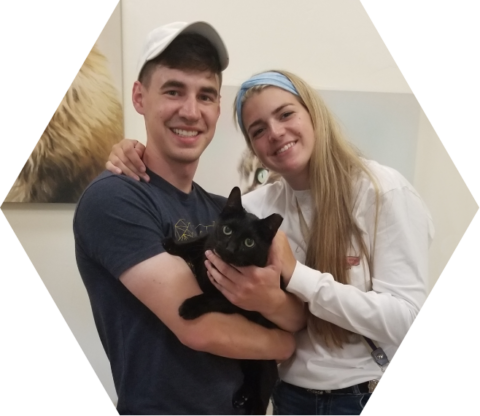 Become a Cat Shelter Volunteer | Happy Cats Haven