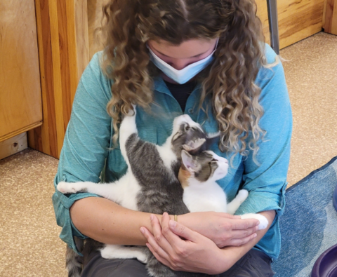 Become a Cat Shelter Volunteer | Happy Cats Haven