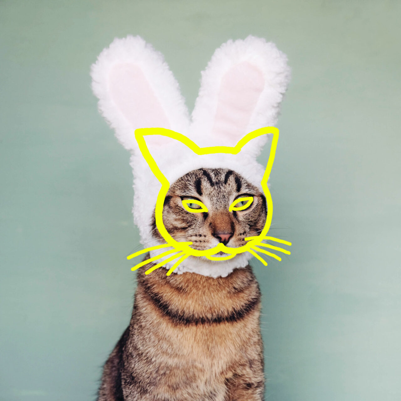 Cat costumes: trick, treat or torment? | Happy Cats Haven