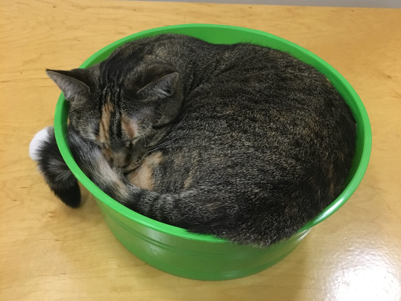 Donate | Animal Shelter Donations | Happy Cats Haven