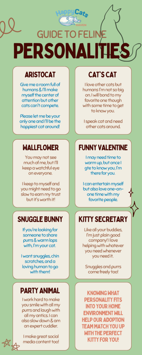 Cat Personalities | Happy Cats Haven