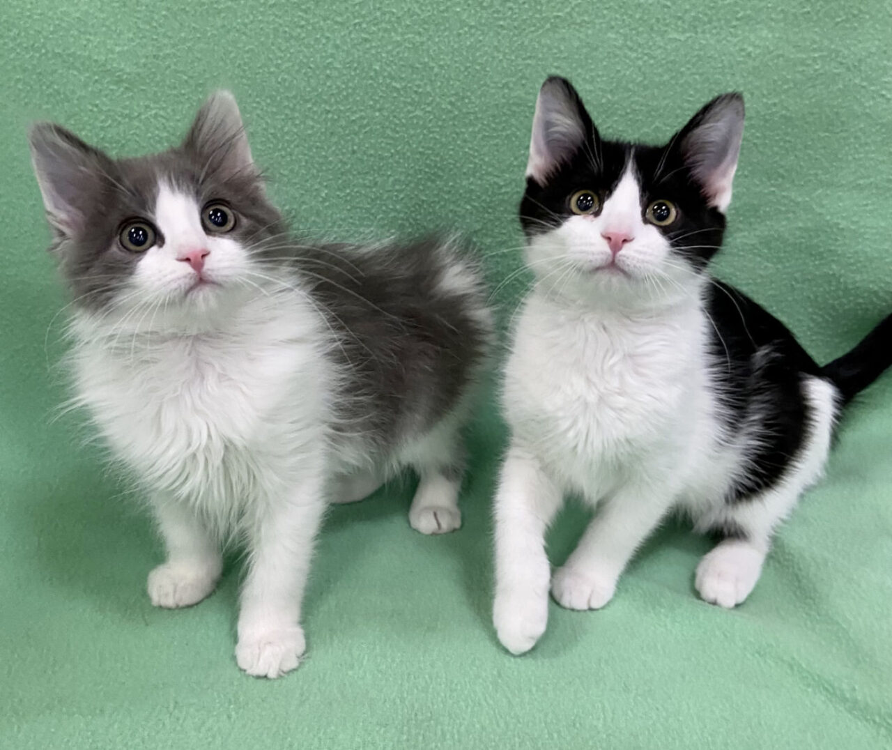 Indigo & Astrid are adopted! | Happy Cats Haven