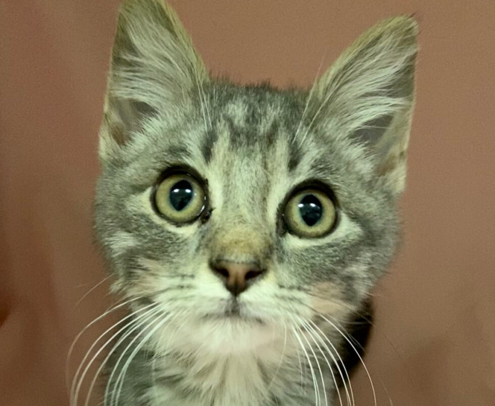 Willy Is adopted! | Happy Cats Haven