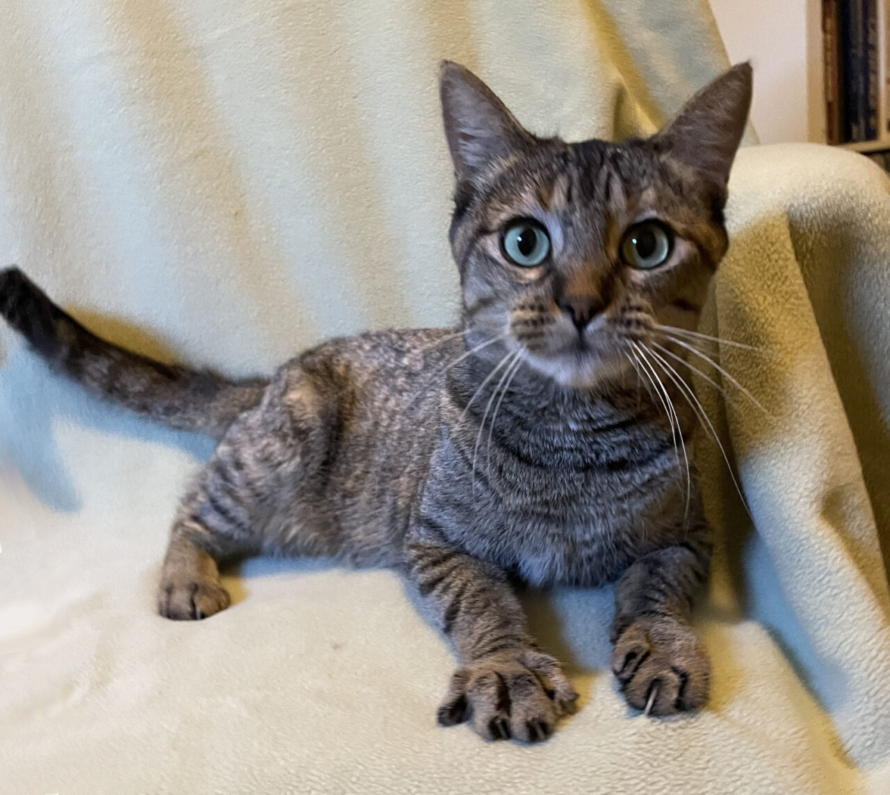 Jasmine is adopted! | Happy Cats Haven