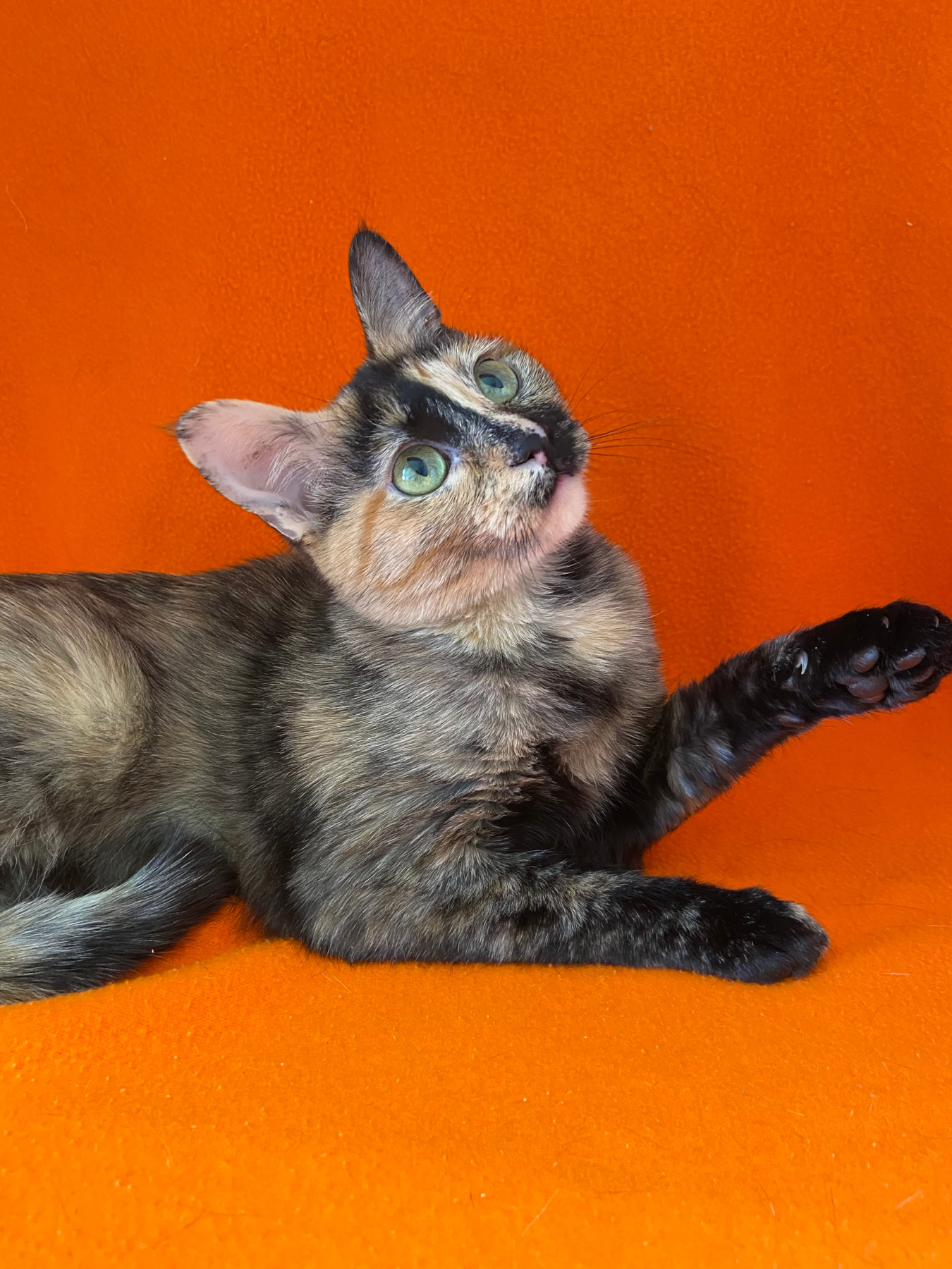 Foxy Is Adopted Happy Cats Haven Foxy Is Adopted Happy Cats Haven