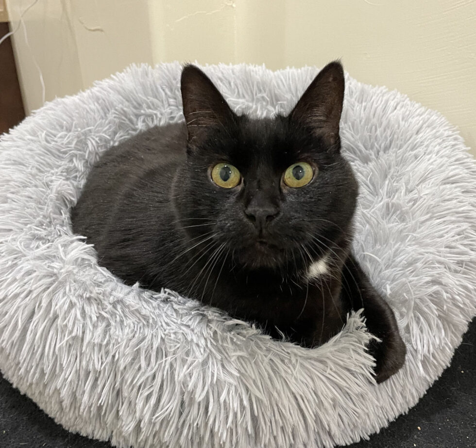 Jupiter's happy orbit | Happy Cats Haven