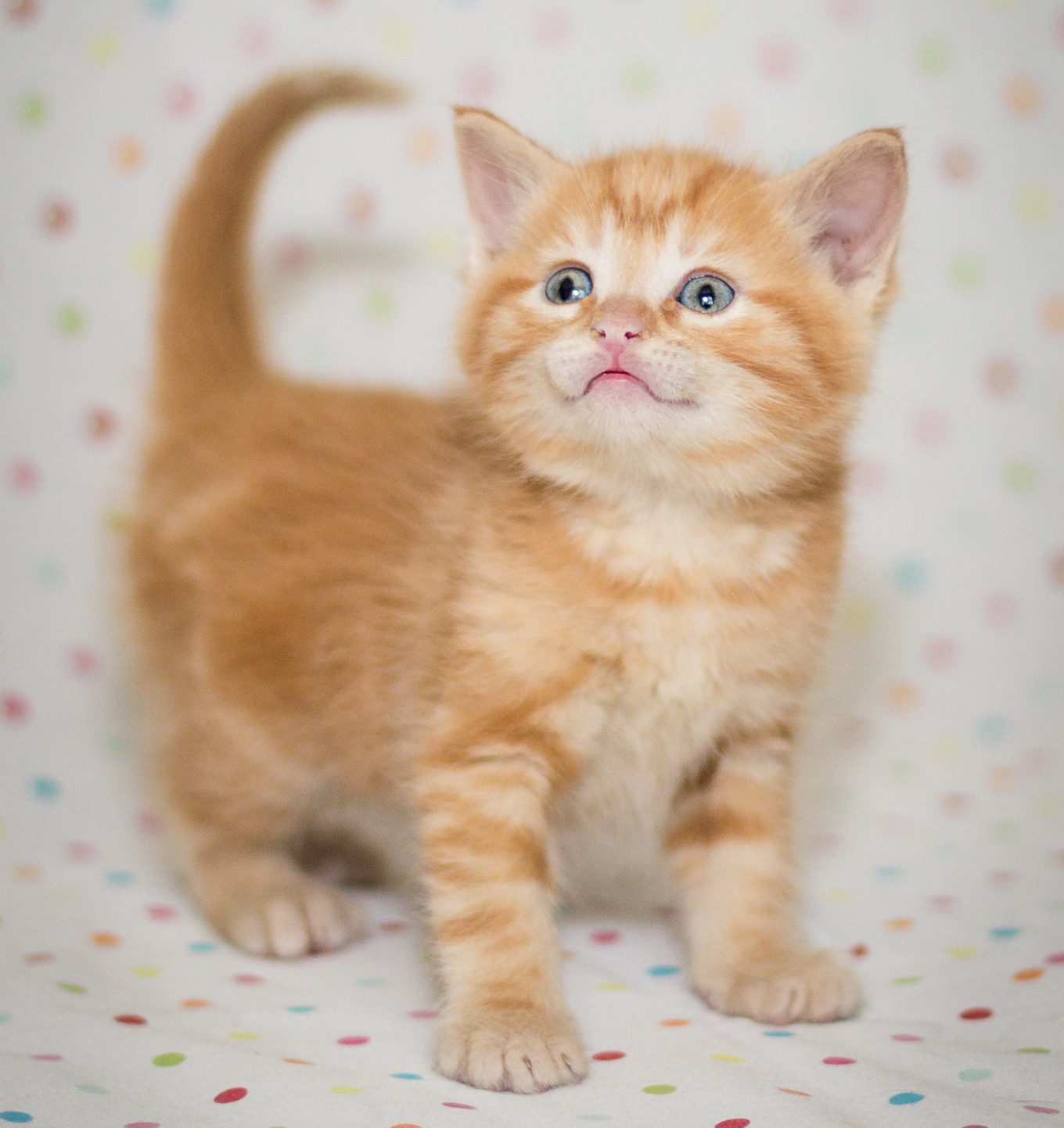 Kitten Shower time! | Happy Cats Haven