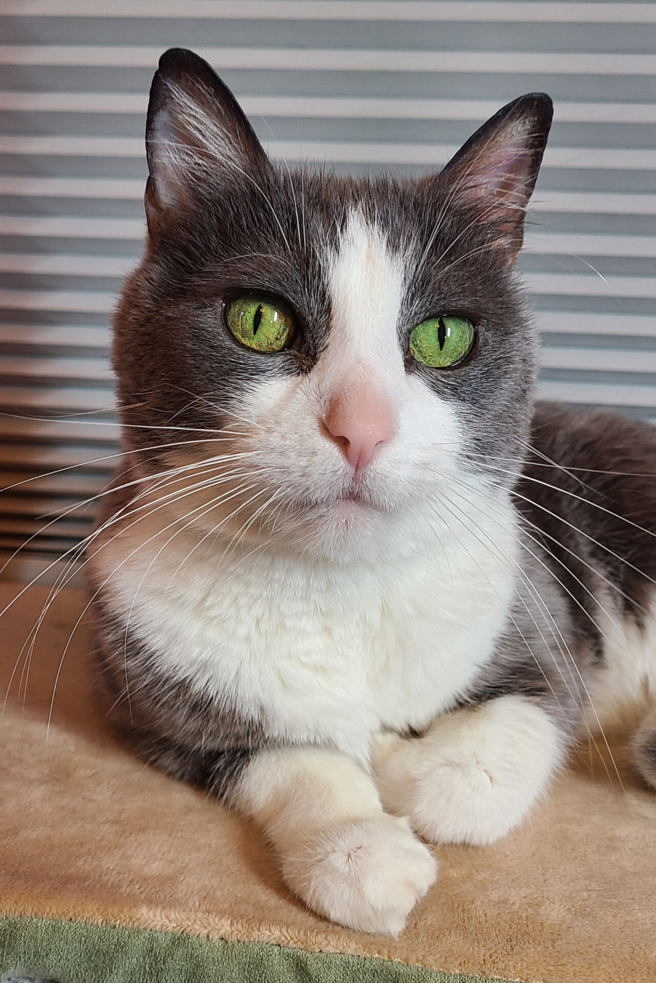 Cat Adoption Colorado Springs | Happy Cats Haven