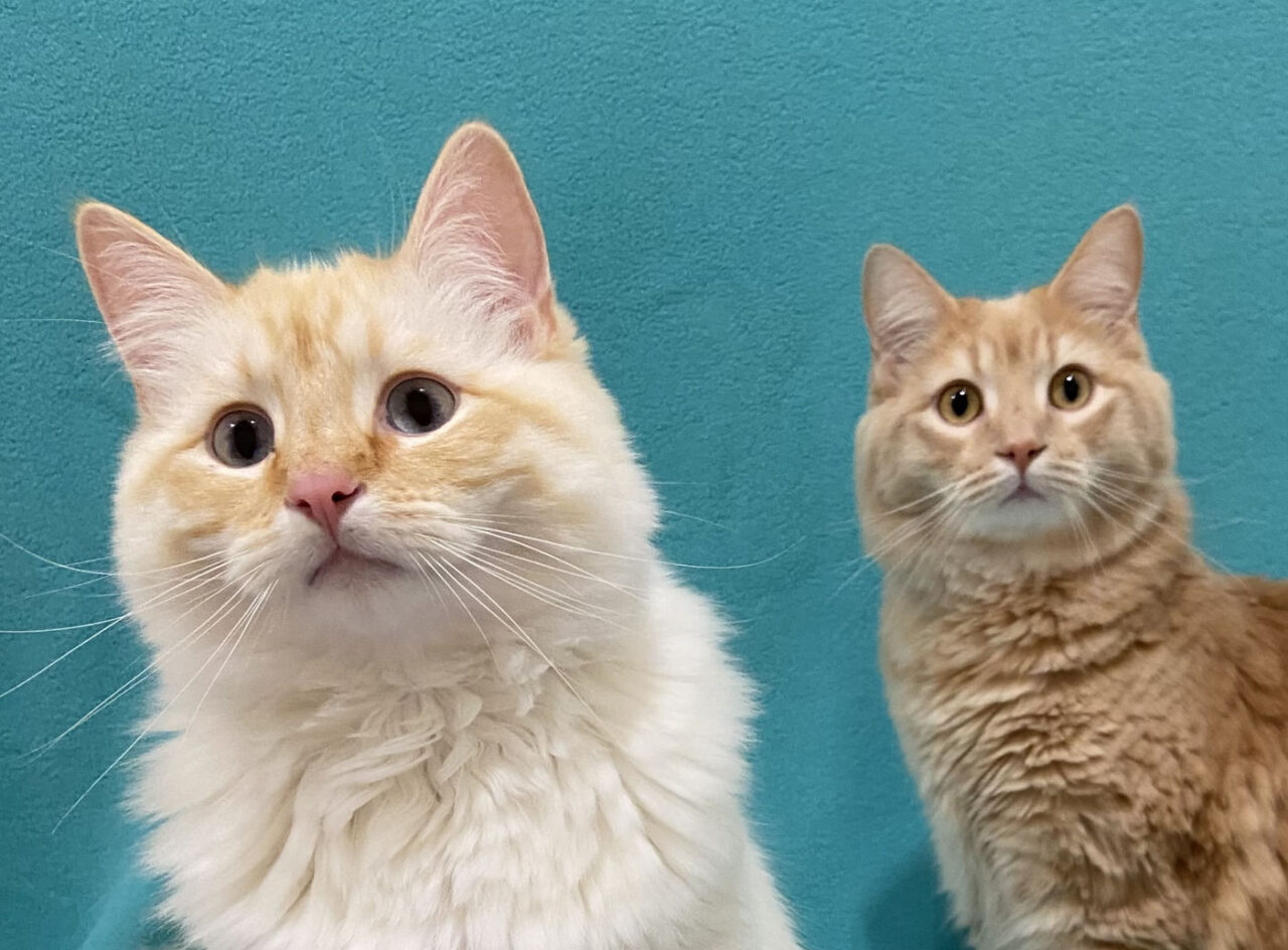 Earl & Fox are adopted! | Happy Cats Haven