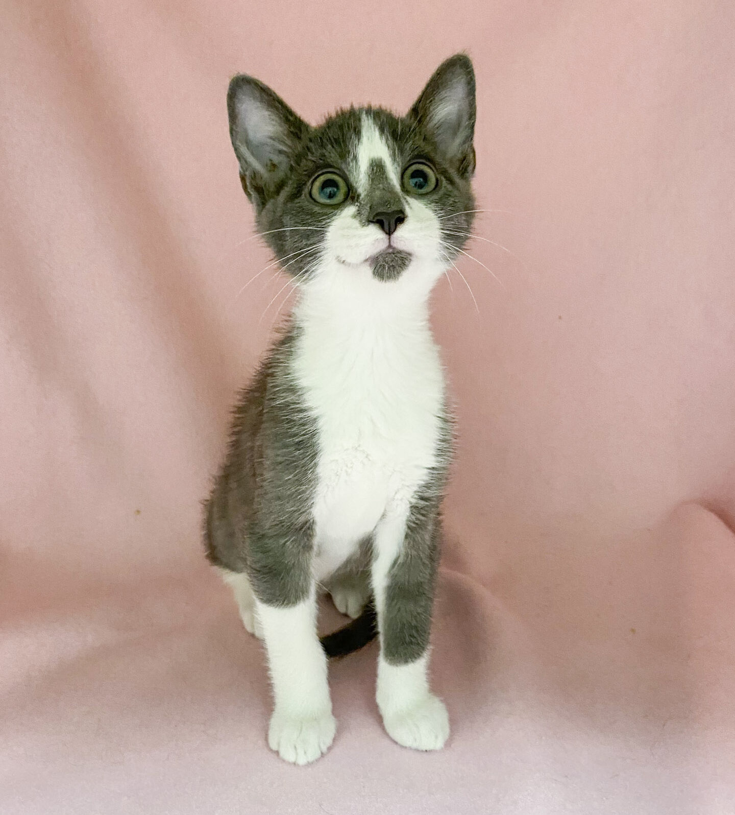 Taquito the third musketeer | Happy Cats Haven Taquito the third musketeer | Happy Cats Haven