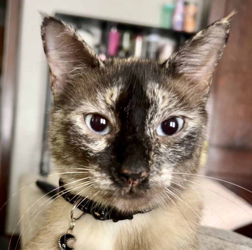 Everyone loves Evie! | Happy Cats Haven