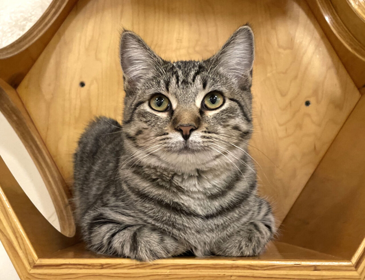 Thea is adopted! | Happy Cats Haven