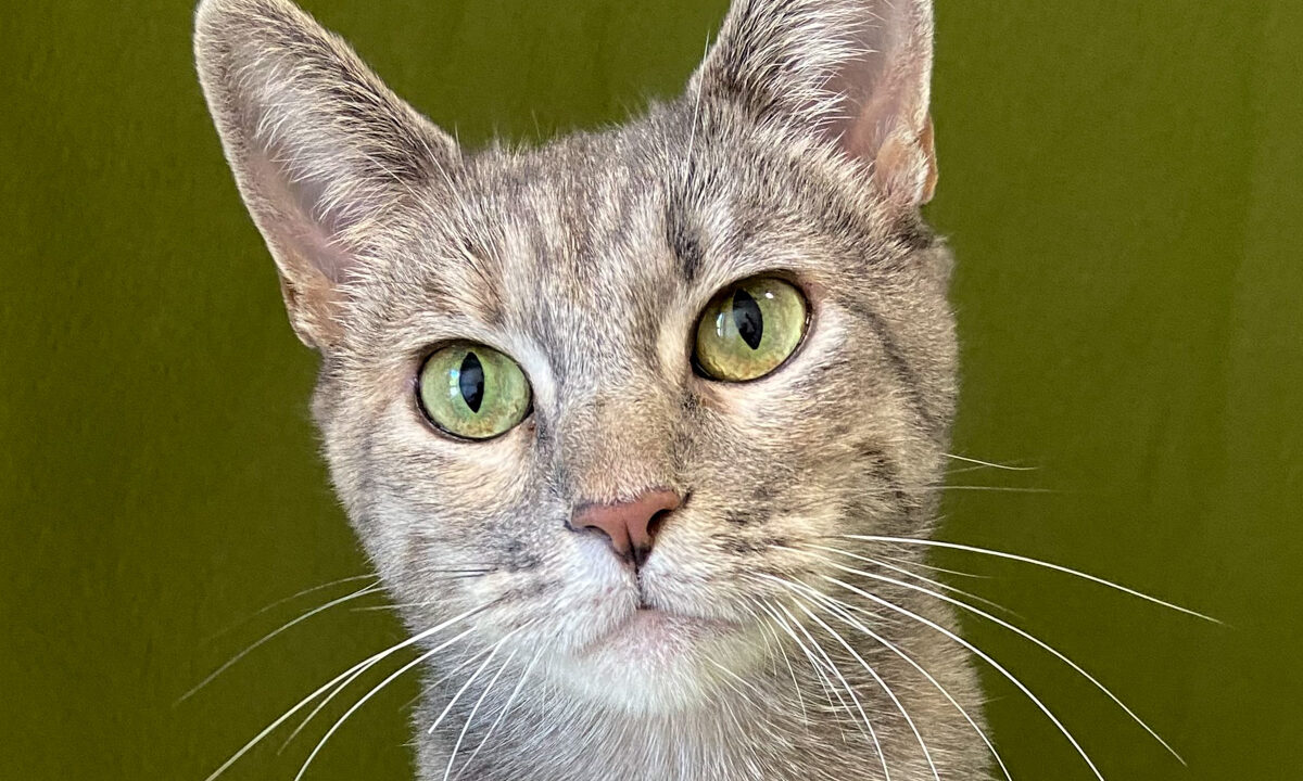 Dusty Is adopted! | Happy Cats Haven
