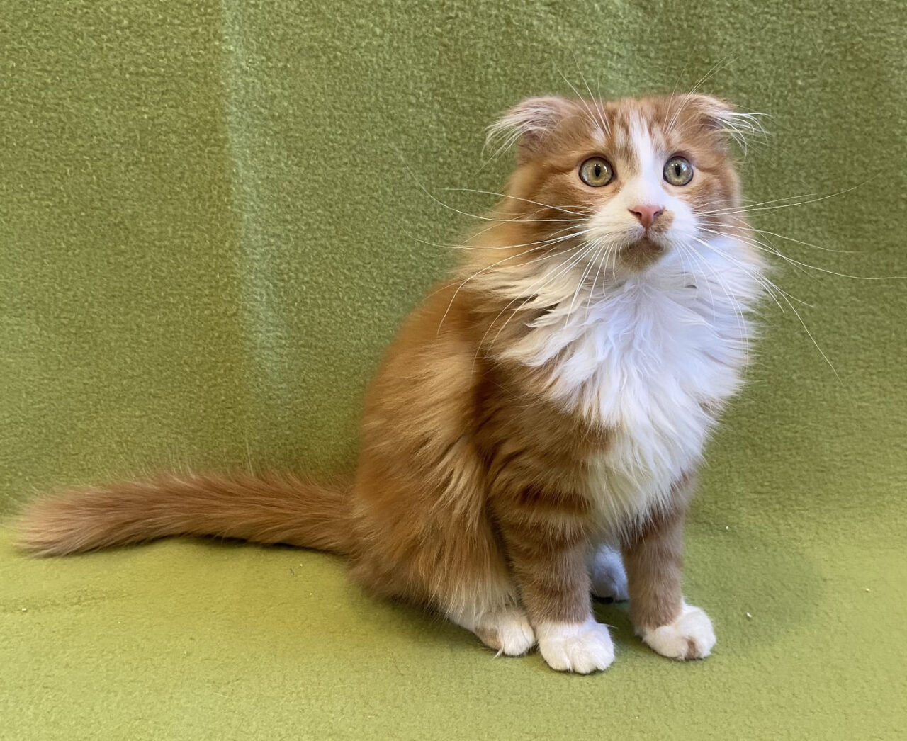 Hemingway is adopted! | Happy Cats Haven