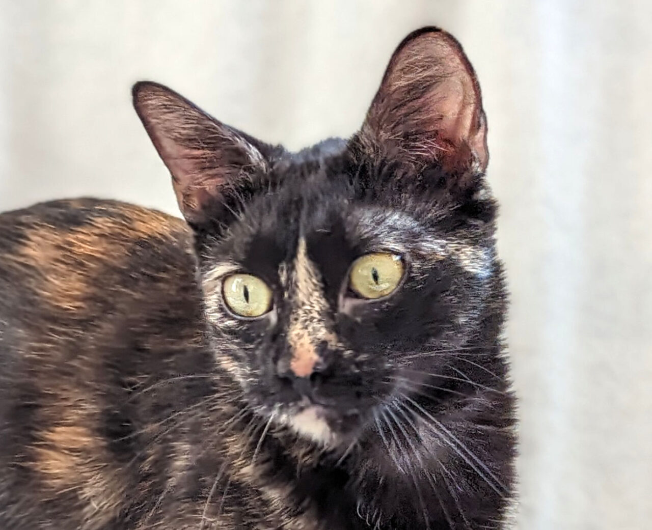 Sammy is adopted! | Happy Cats Haven