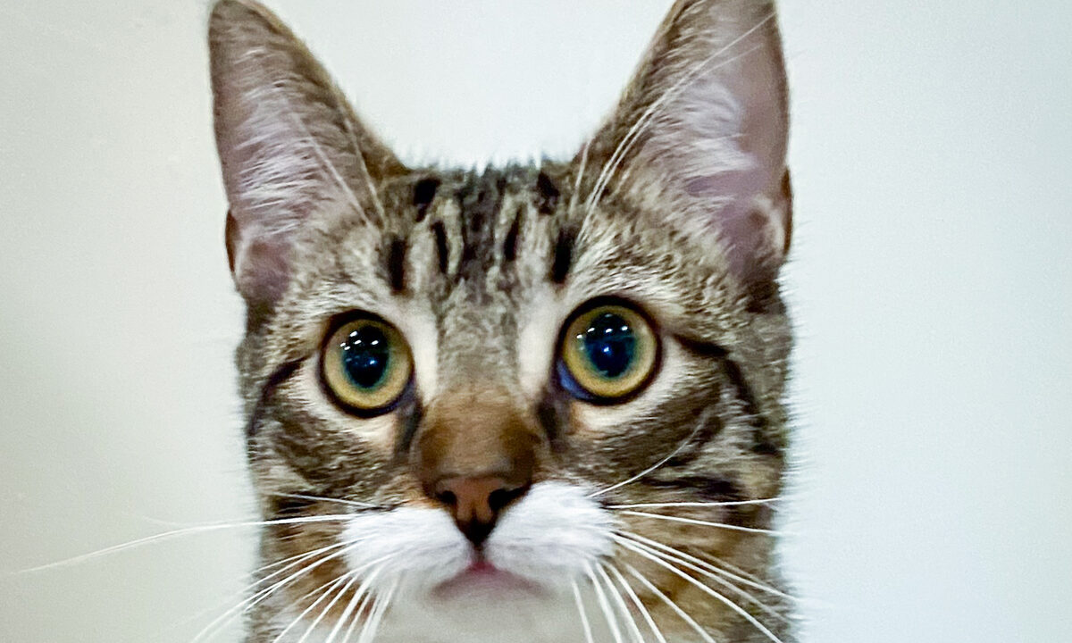 Goblin is adopted! | Happy Cats Haven