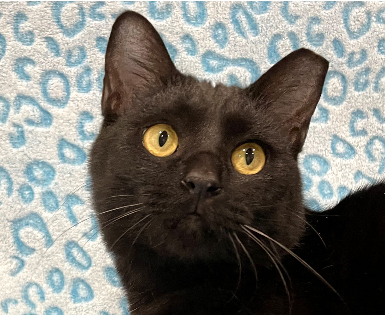 Leah is adopted! | Happy Cats Haven