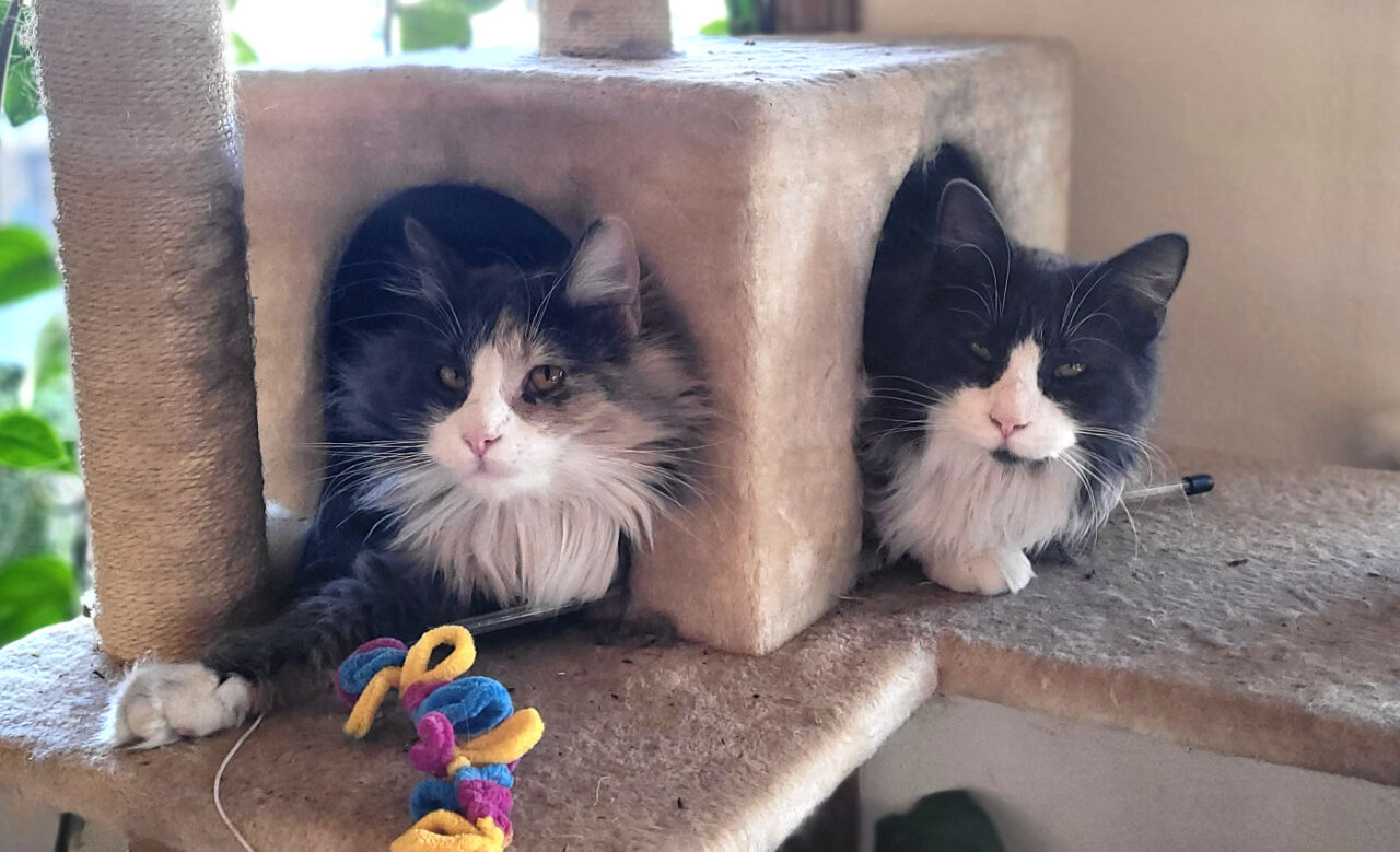 Sheila & Ash: slow & sure | Happy Cats Haven