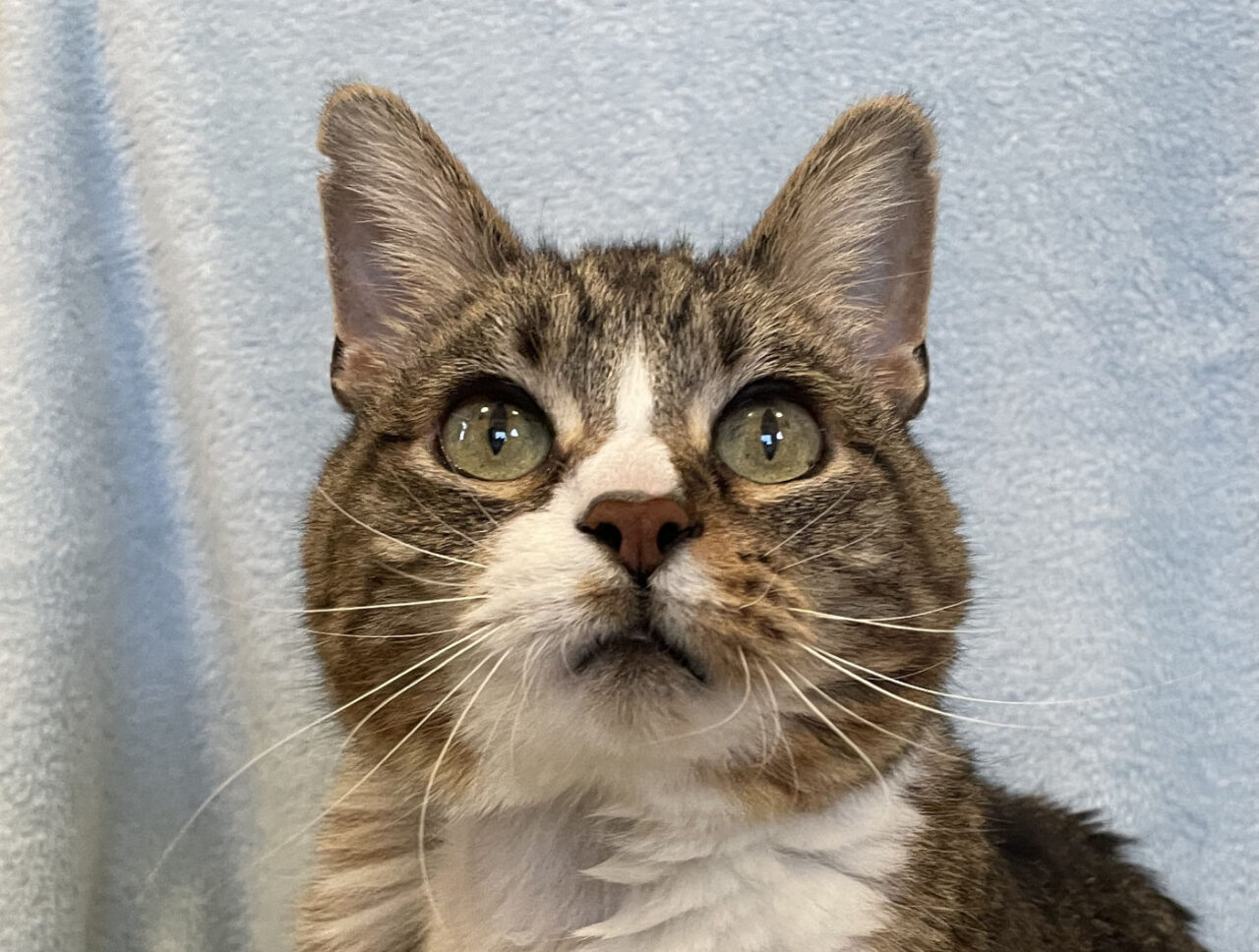 Jack is adopted! | Happy Cats Haven