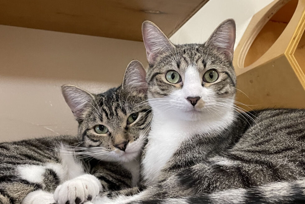 Cat Adoption Colorado Springs | Happy Cats Haven