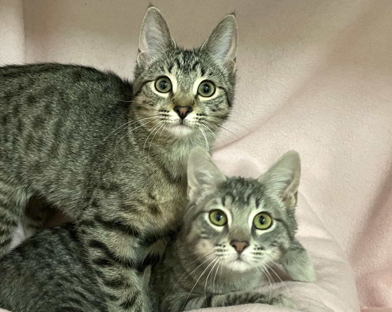 Ducky & Turkey are adopted! | Happy Cats Haven