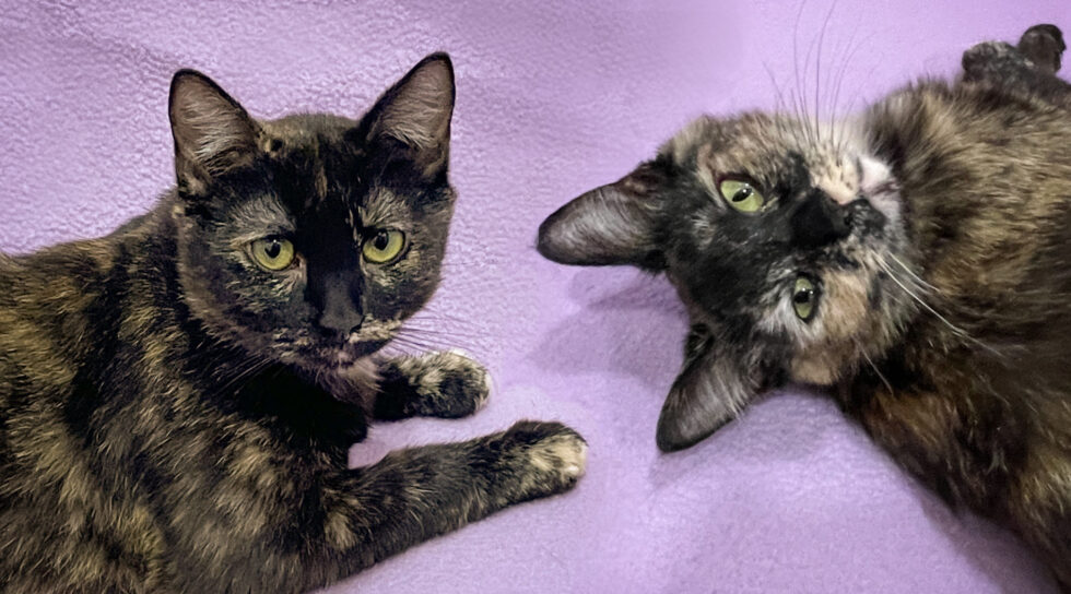 Eclipse & Midnight are adopted! | Happy Cats Haven