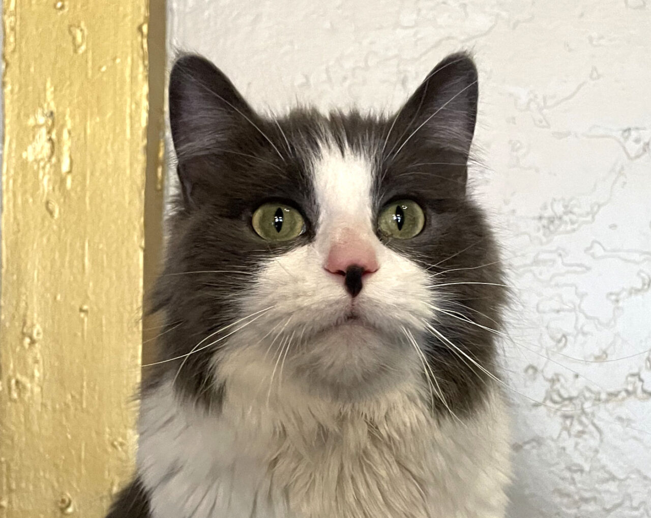 Monroe Adopted! | Happy Cats Haven