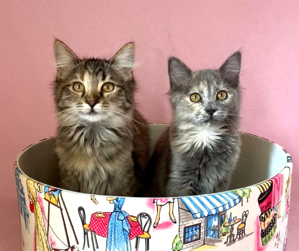 Happy Cats Haven | Cat Rescue Colorado Springs