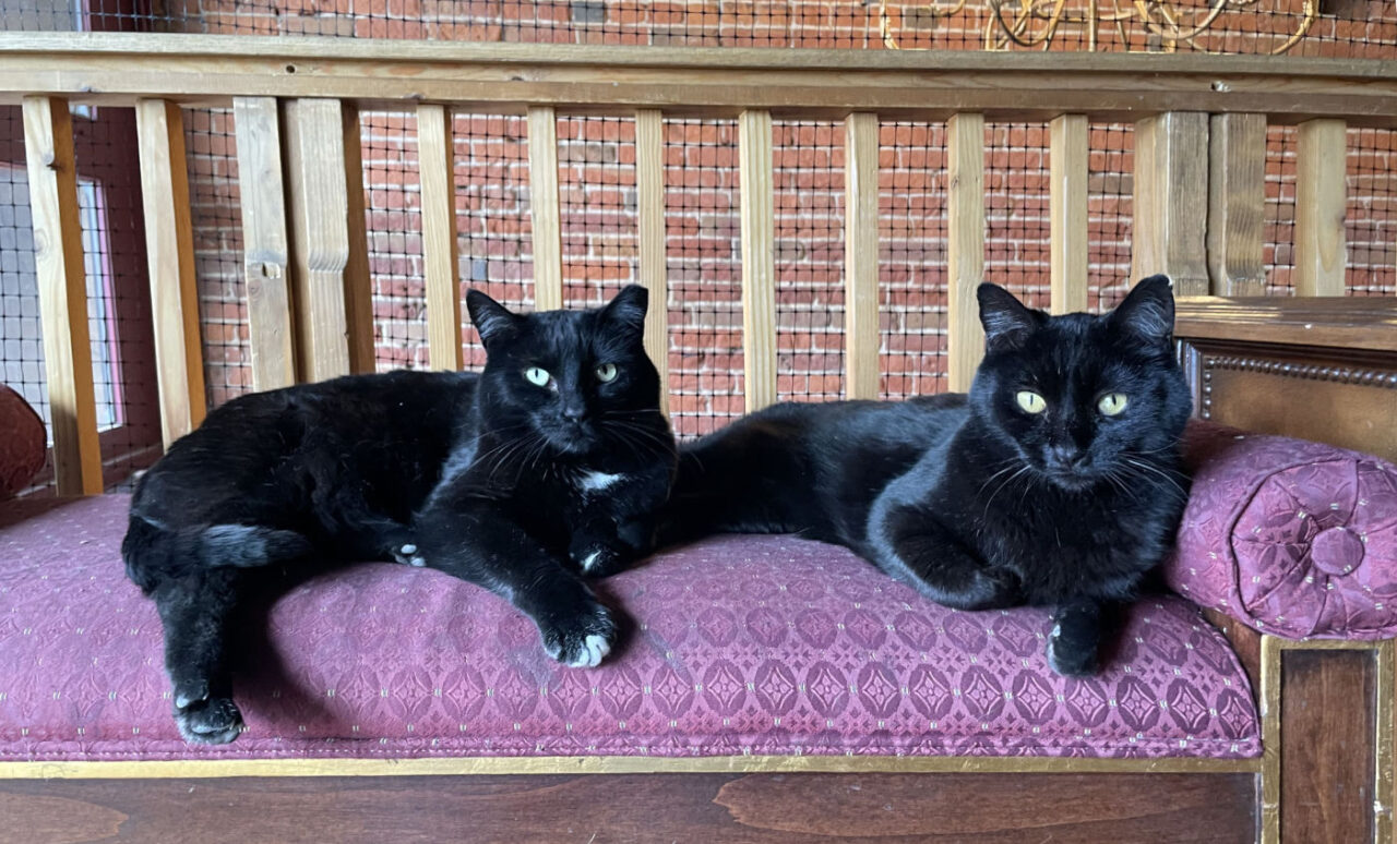 Cat Adoption Colorado Springs | Happy Cats Haven