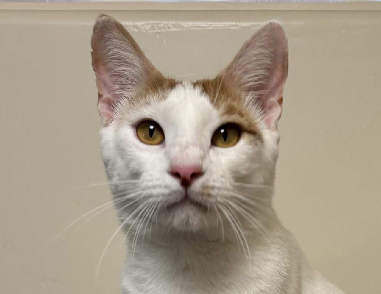 Alan is adopted! | Happy Cats Haven