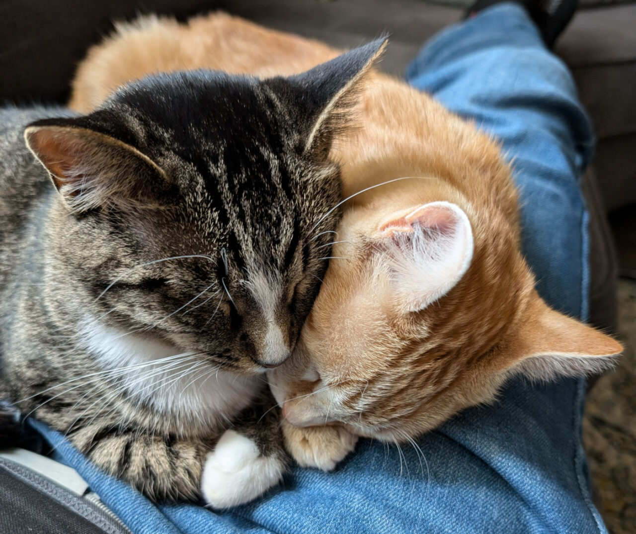 Happy birthday to Mittens & Ginger! | Happy Cats Haven