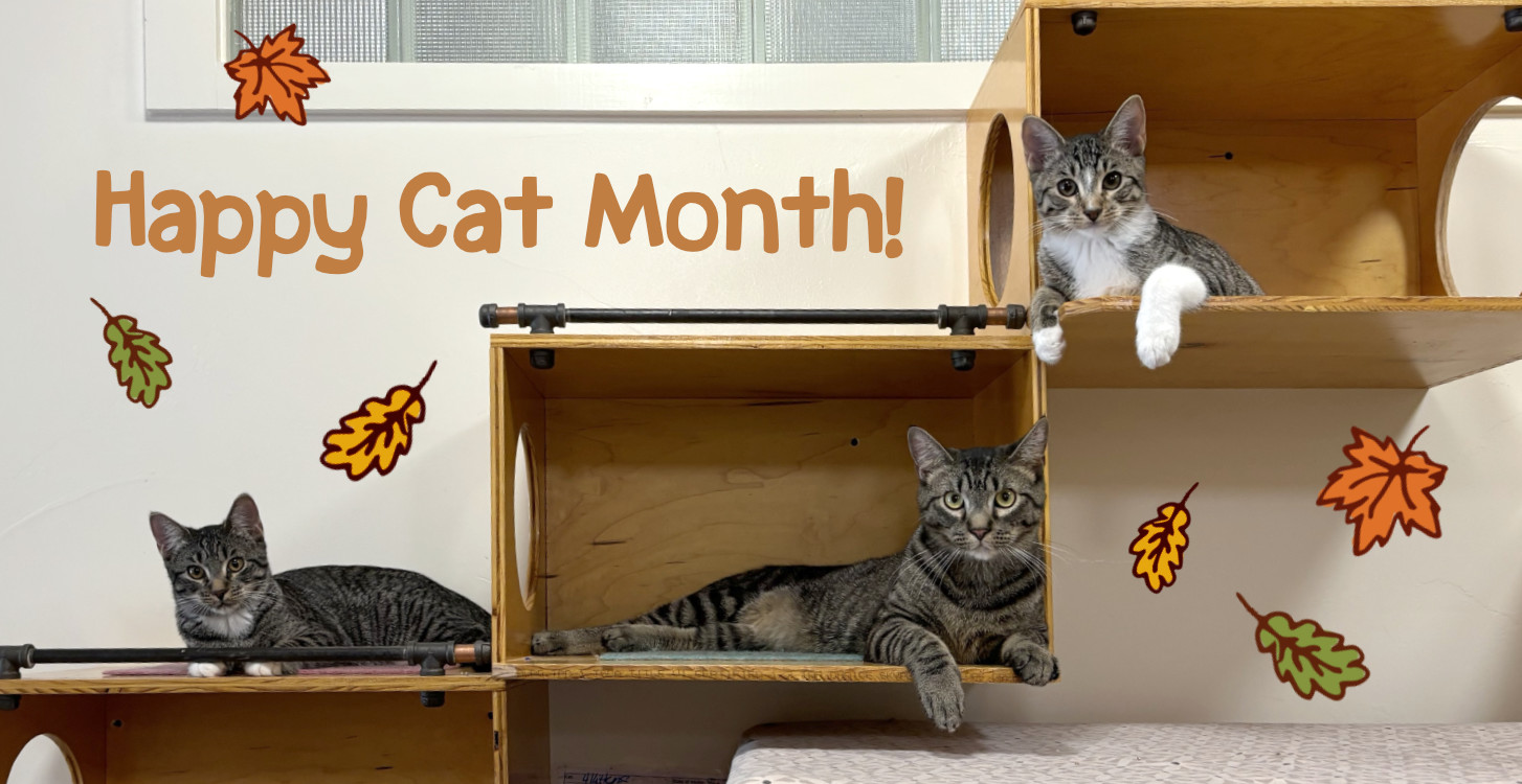 Celebrate fall with the kitties! | Happy Cats Haven