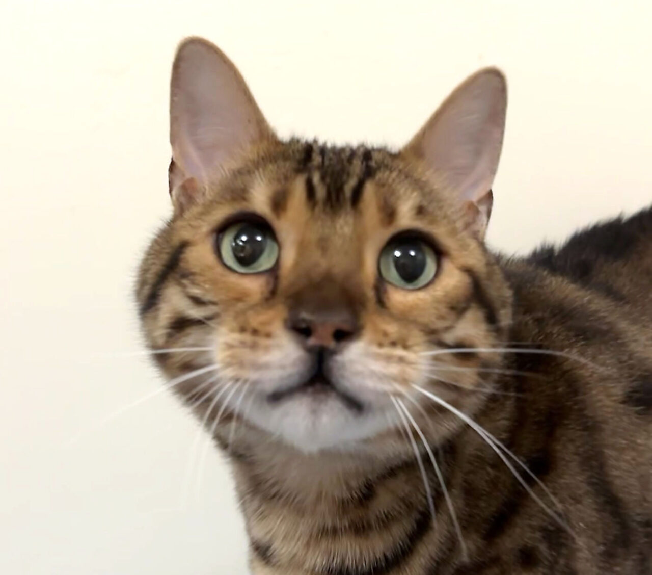 Cat Adoption Colorado Springs | Happy Cats Haven