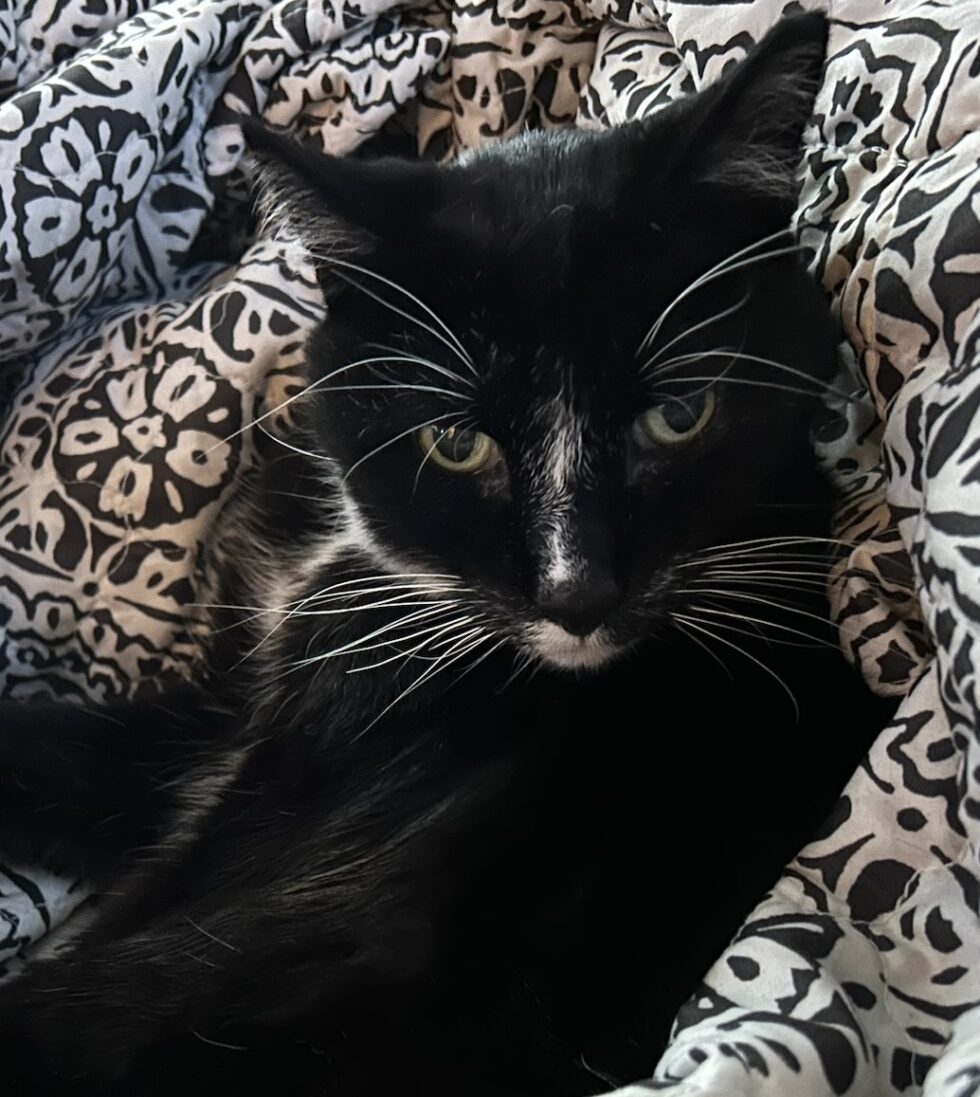 Walter Enjoys Retirement | Happy Cats Haven