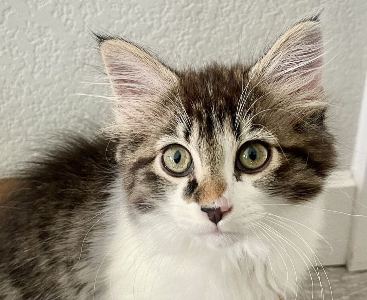 Willow is adopted! | Happy Cats Haven