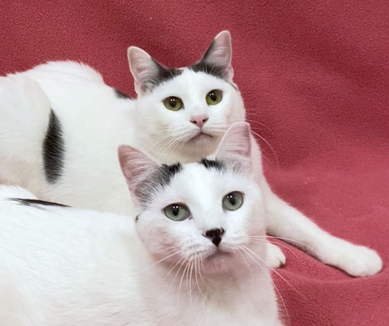 Olaf & Elsa are adopted! | Happy Cats Haven
