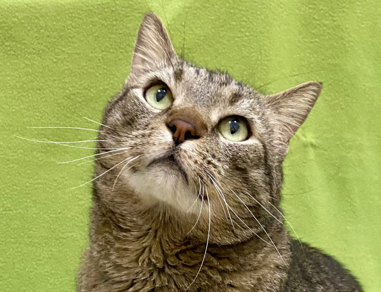 Moses Is Adopted! | Happy Cats Haven