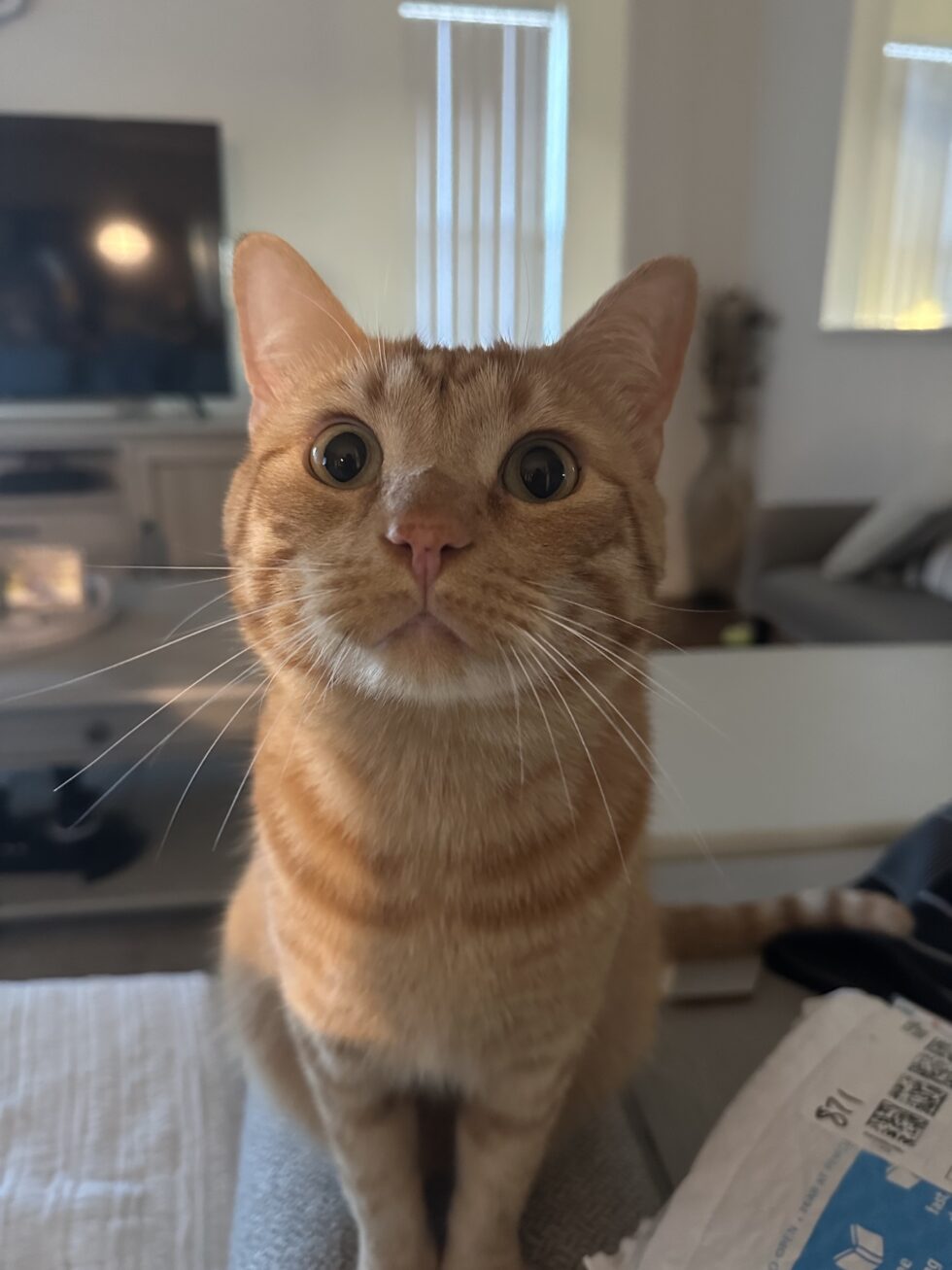 Morty the Miracle Cat: Beating the Odds Against FIP | Happy Cats Haven