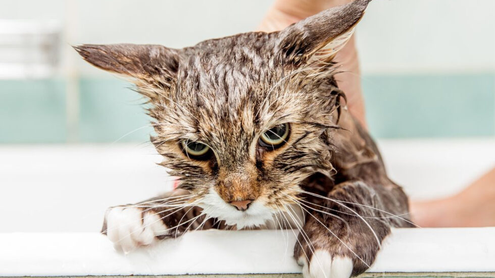 How to bathe a cat: and why not to | Happy Cats Haven
