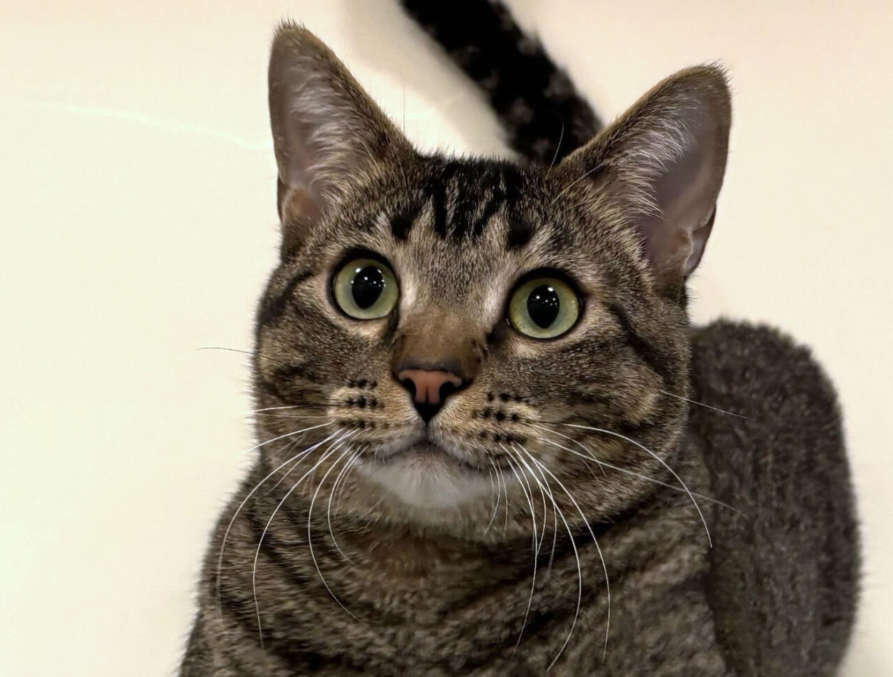 Clark Is adopted! | Happy Cats Haven